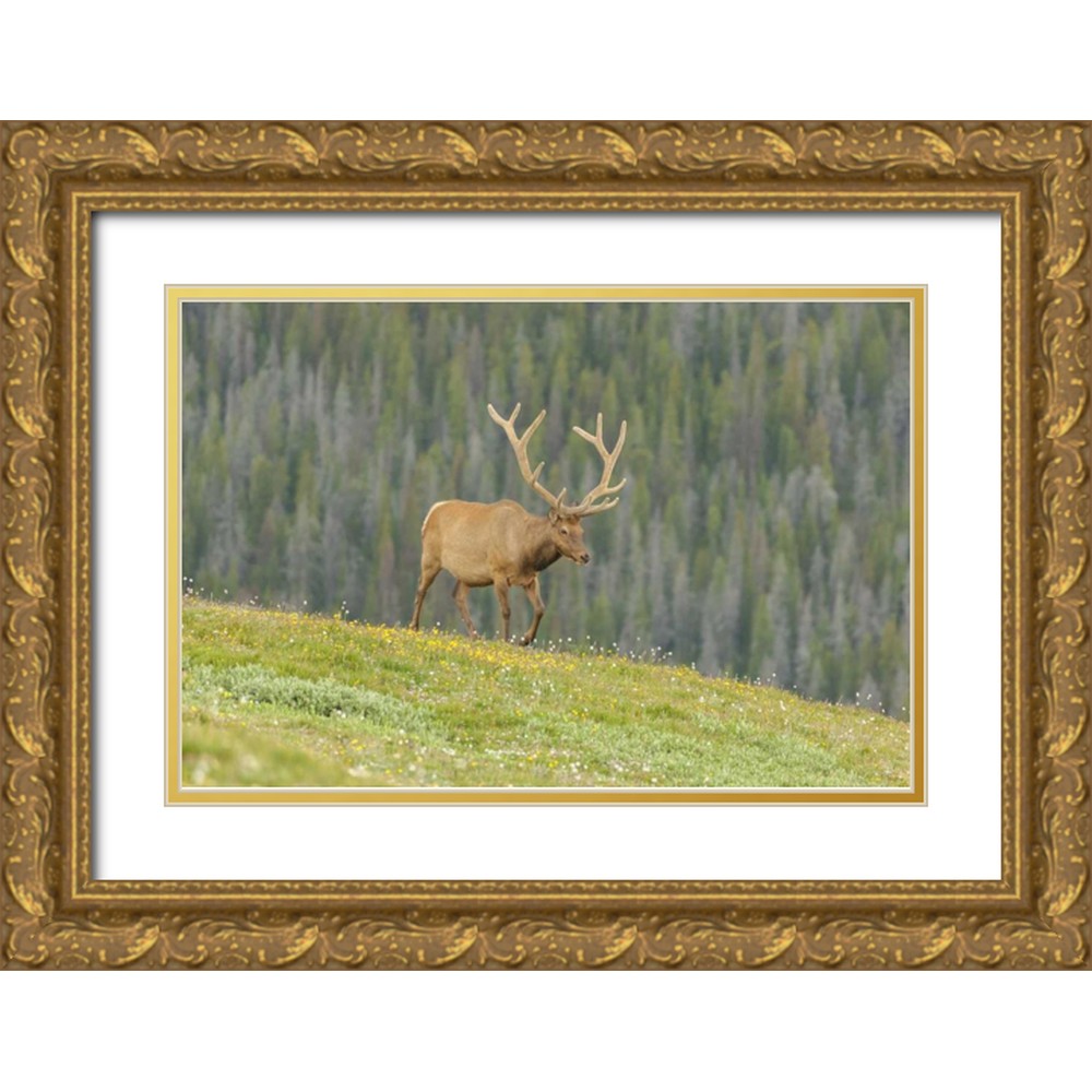 Illg, Cathy and Gordon 14x11 Gold Ornate Wood Framed with Double ...
