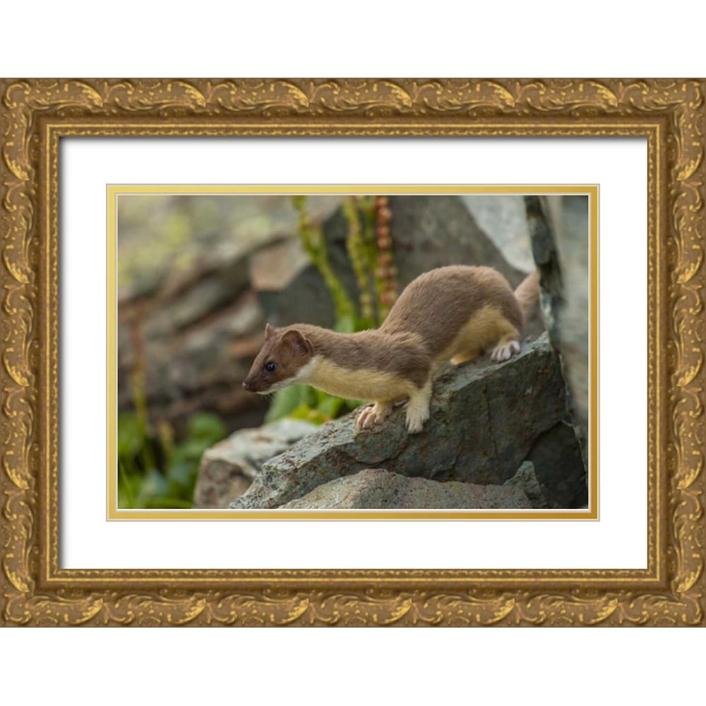 Illg, Cathy and Gordon 14x11 Gold Ornate Wood Framed with Double ...