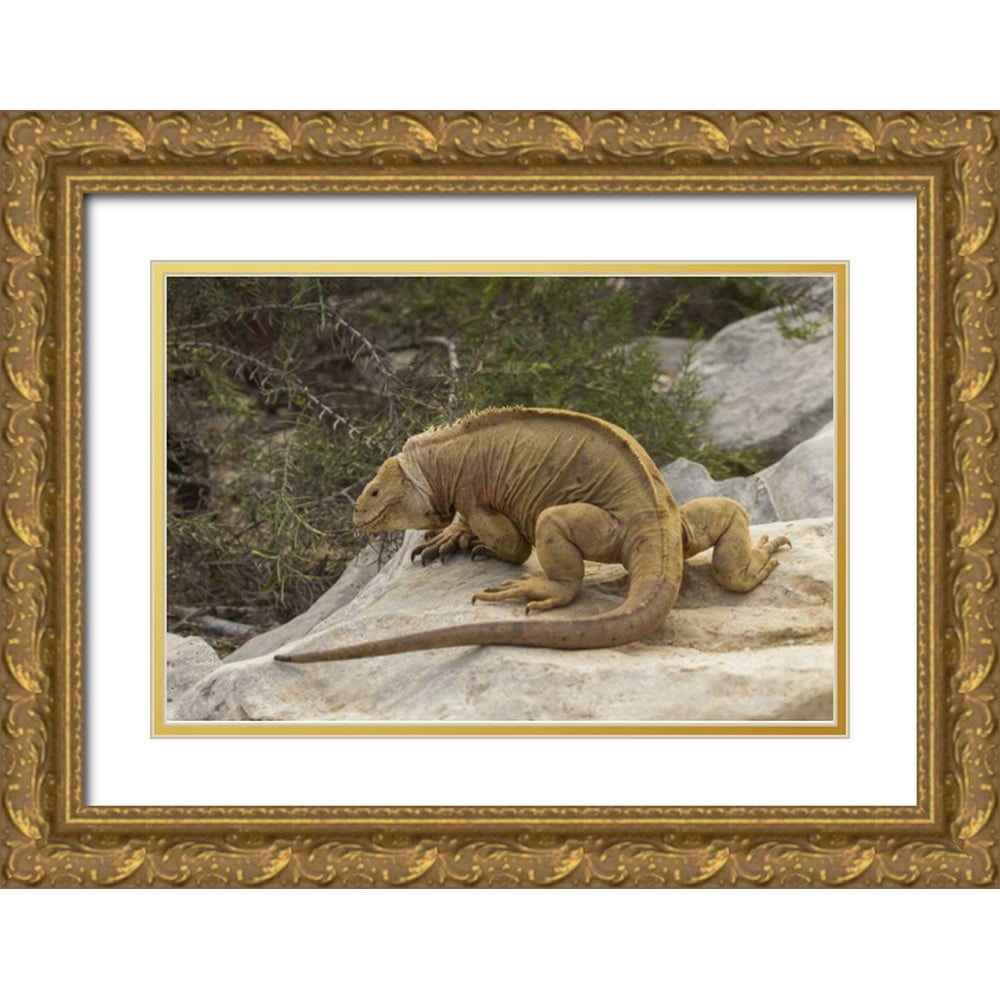 Illg, Cathy and Gordon 14x11 Gold Ornate Wood Framed with Double ...