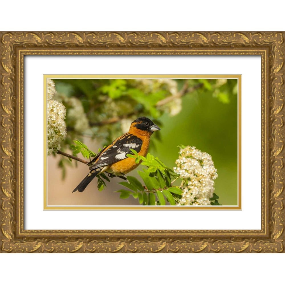 Illg, Cathy and Gordon 14x11 Gold Ornate Wood Framed with Double ...