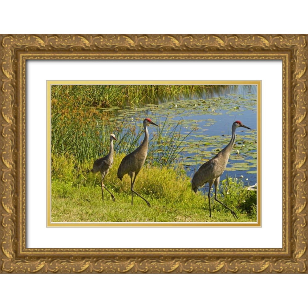 Illg, Cathy and Gordon 14x11 Gold Ornate Wood Framed with Double ...