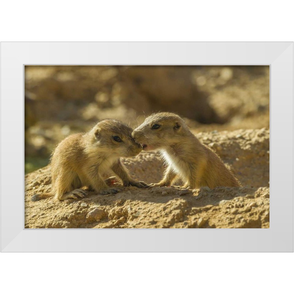 Illg, Cathy and Gordon 14x11 White Modern Wood Framed Museum Art Print ...