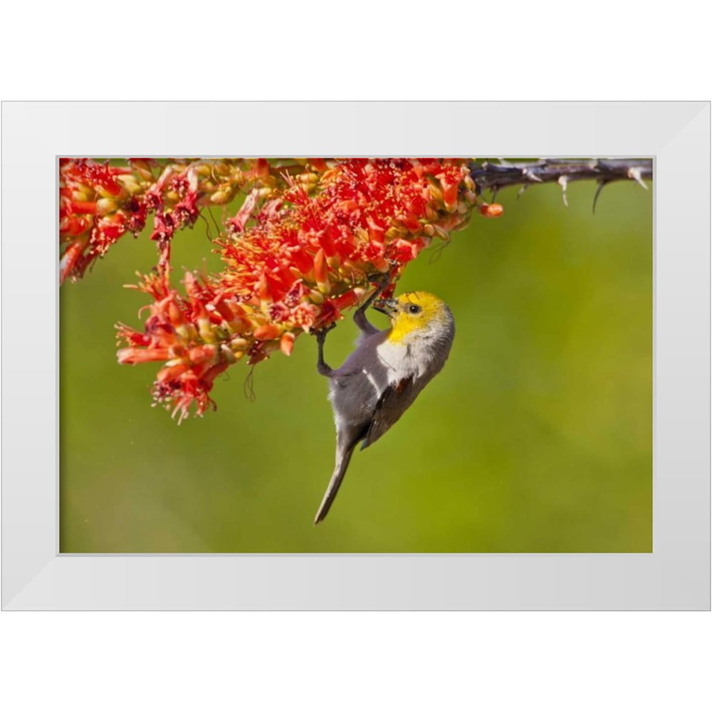 Illg, Cathy and Gordon 14x11 White Modern Wood Framed Museum Art Print ...