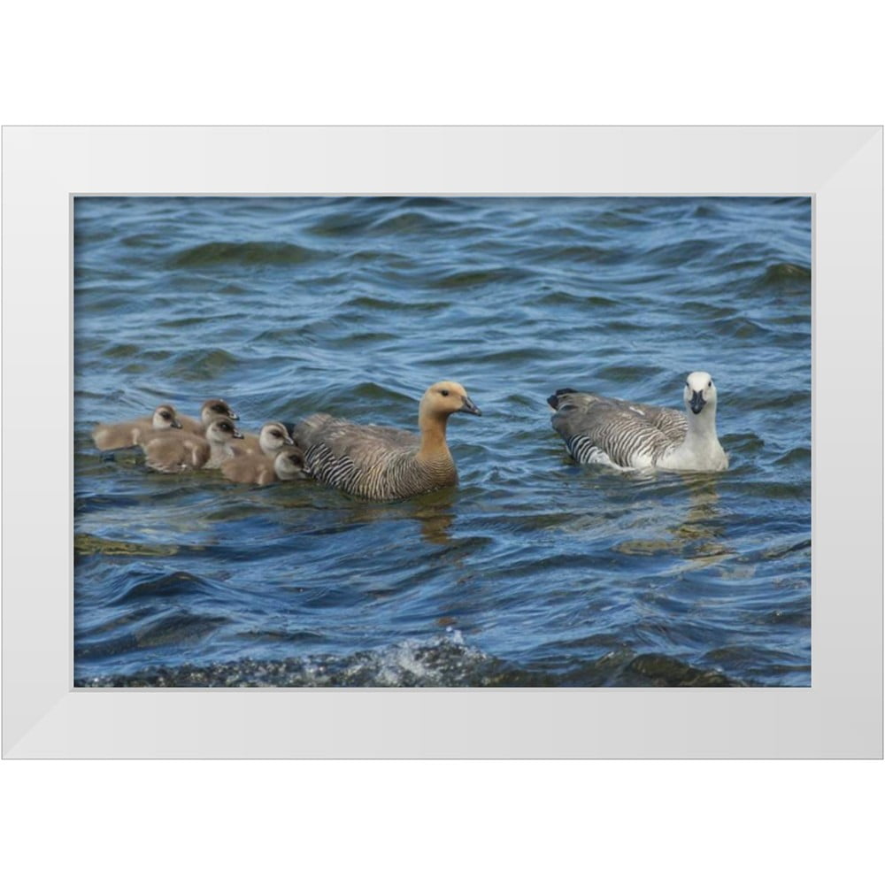 Illg, Cathy and Gordon 14x11 White Modern Wood Framed Museum Art Print ...