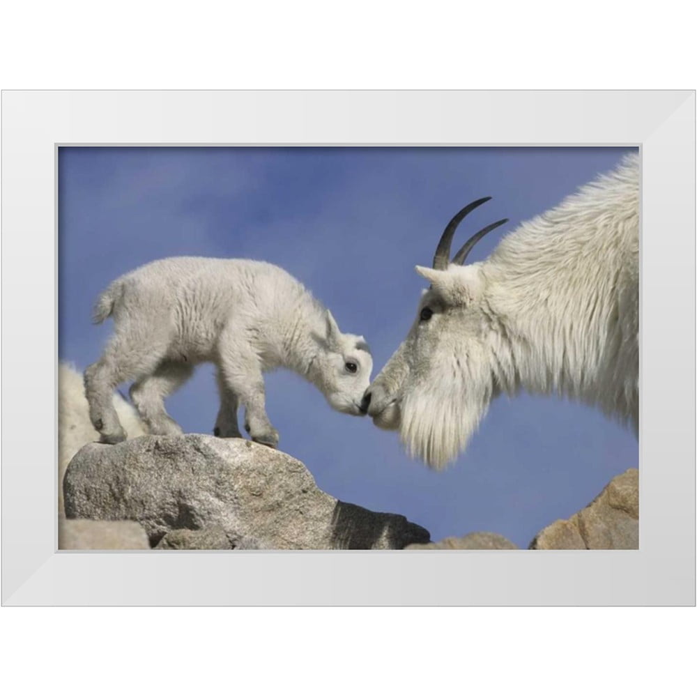 Illg, Cathy and Gordon 14x11 White Modern Wood Framed Museum Art Print ...