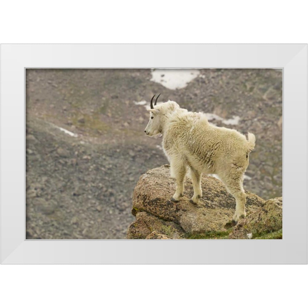 Illg, Cathy and Gordon 14x11 White Modern Wood Framed Museum Art Print ...