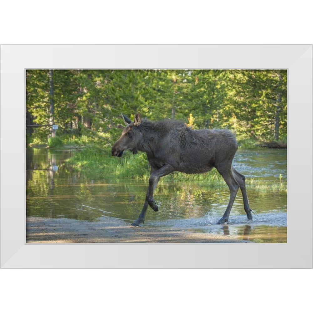 Illg, Cathy and Gordon 14x11 White Modern Wood Framed Museum Art Print ...