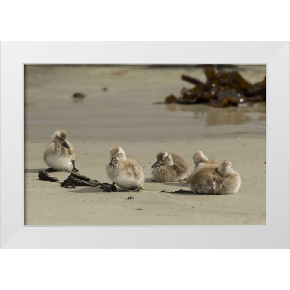 Illg, Cathy and Gordon 14x11 White Modern Wood Framed Museum Art Print ...