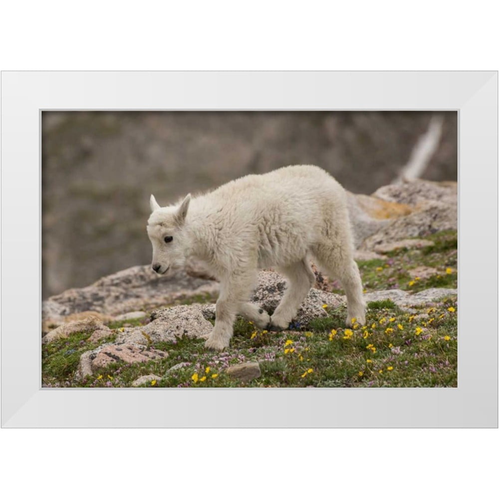 Illg, Cathy and Gordon 14x11 White Modern Wood Framed Museum Art Print ...
