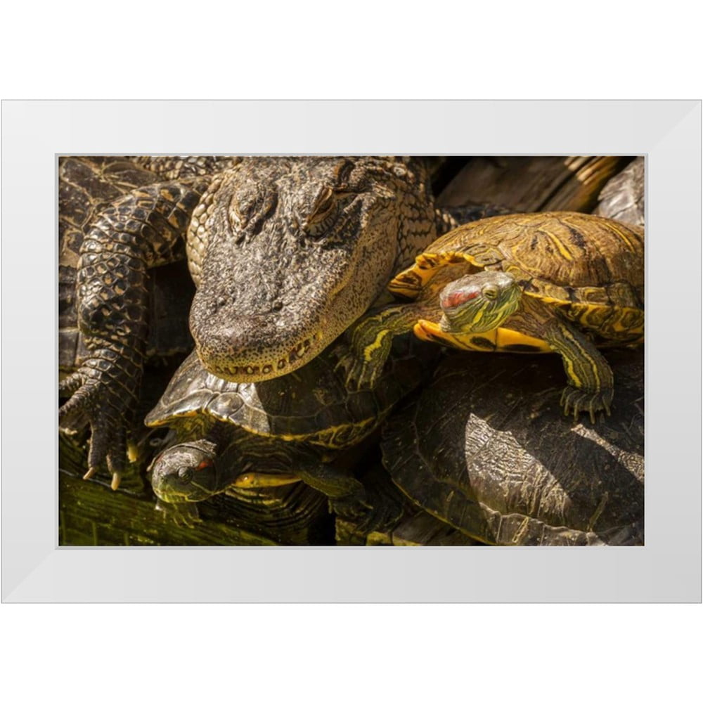 Illg, Cathy and Gordon 14x11 White Modern Wood Framed Museum Art Print ...