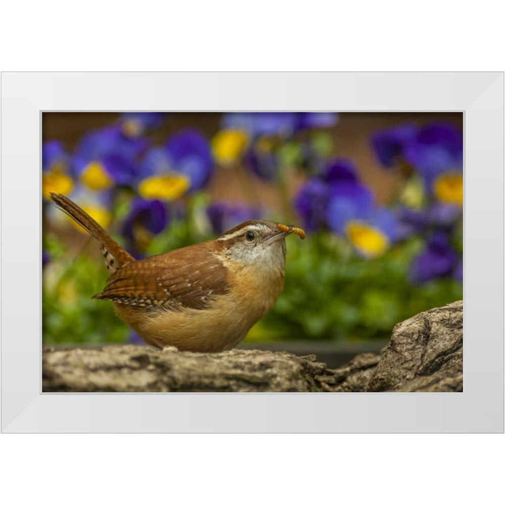 Illg, Cathy and Gordon 14x11 White Modern Wood Framed Museum Art Print ...