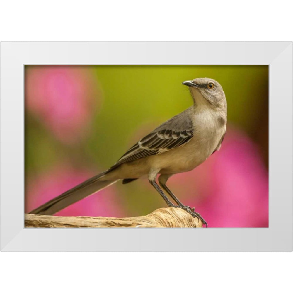 Illg, Cathy and Gordon 14x11 White Modern Wood Framed Museum Art Print ...