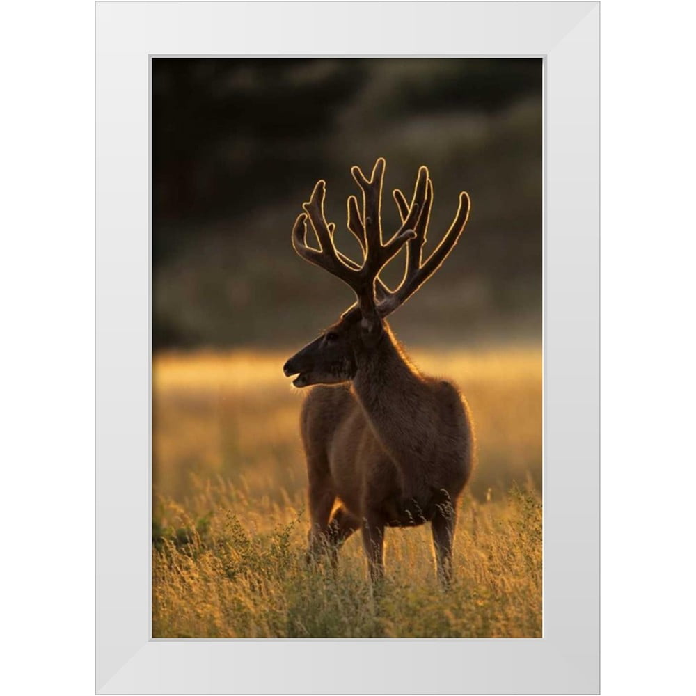 Illg, Cathy and Gordon 17x24 White Modern Wood Framed Museum Art Print ...