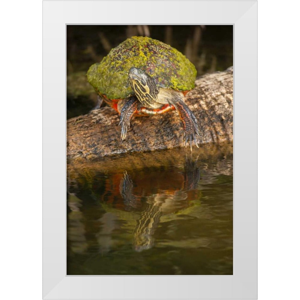 Illg, Cathy and Gordon 17x24 White Modern Wood Framed Museum Art Print ...