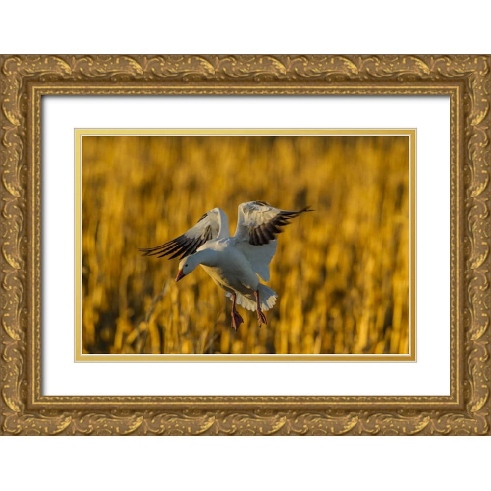 Illg, Cathy and Gordon 18x13 Gold Ornate Wood Framed with Double ...