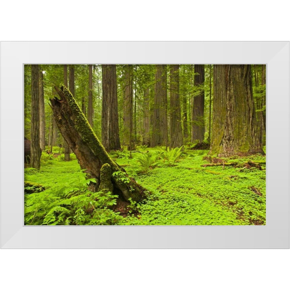 Illg, Cathy and Gordon 18x13 White Modern Wood Framed Museum Art Print ...
