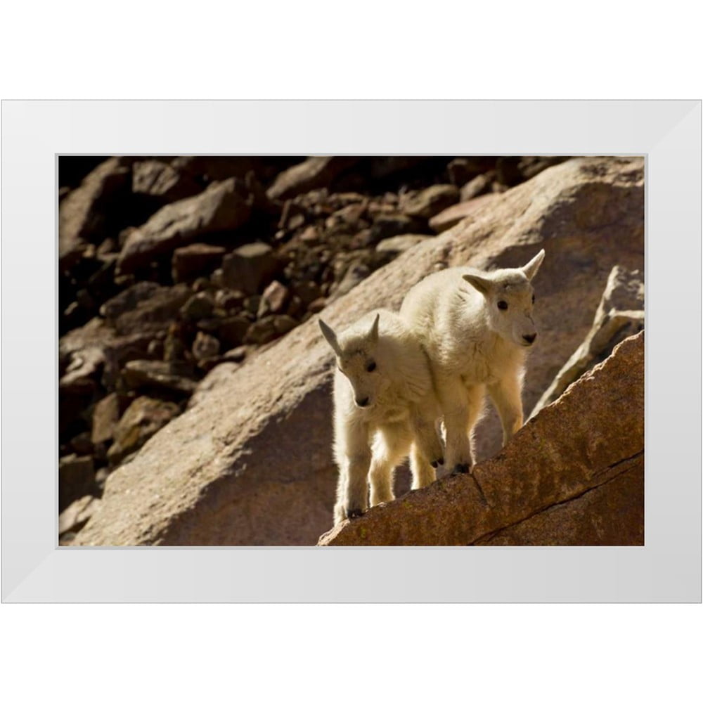 Illg, Cathy and Gordon 18x13 White Modern Wood Framed Museum Art Print ...