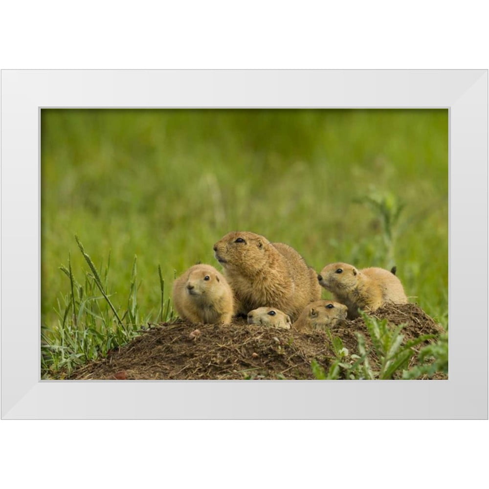 Illg, Cathy and Gordon 18x13 White Modern Wood Framed Museum Art Print ...