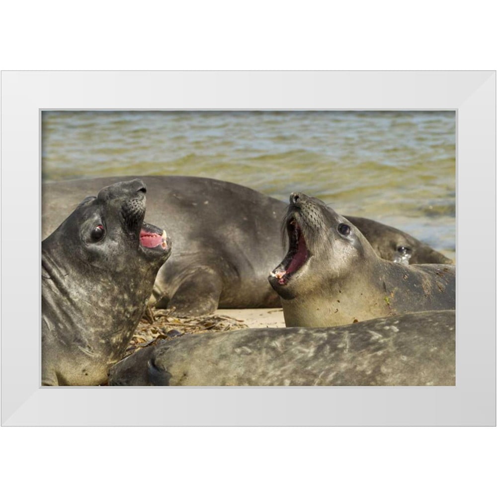 Illg, Cathy and Gordon 18x13 White Modern Wood Framed Museum Art Print ...