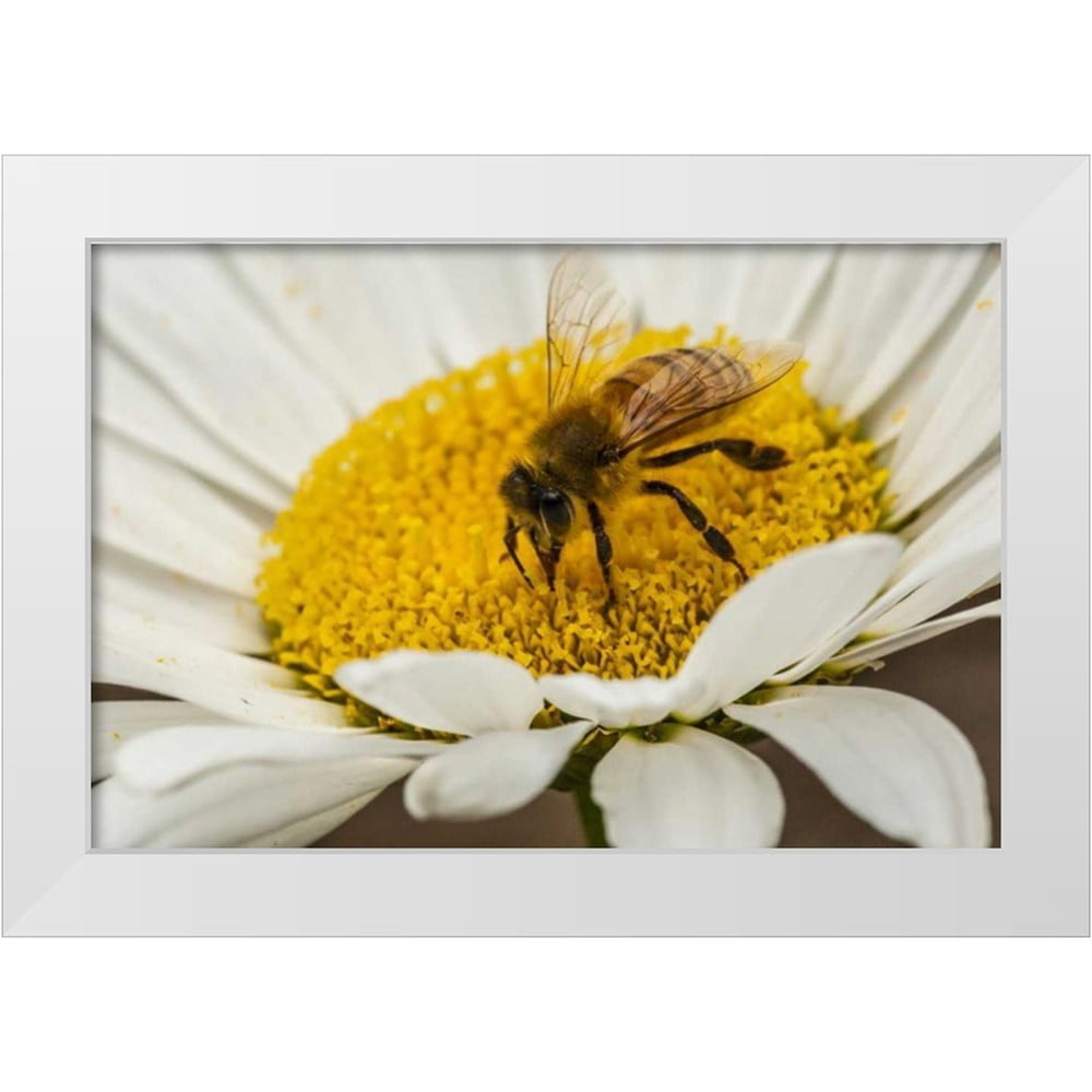 Illg, Cathy and Gordon 18x13 White Modern Wood Framed Museum Art Print ...