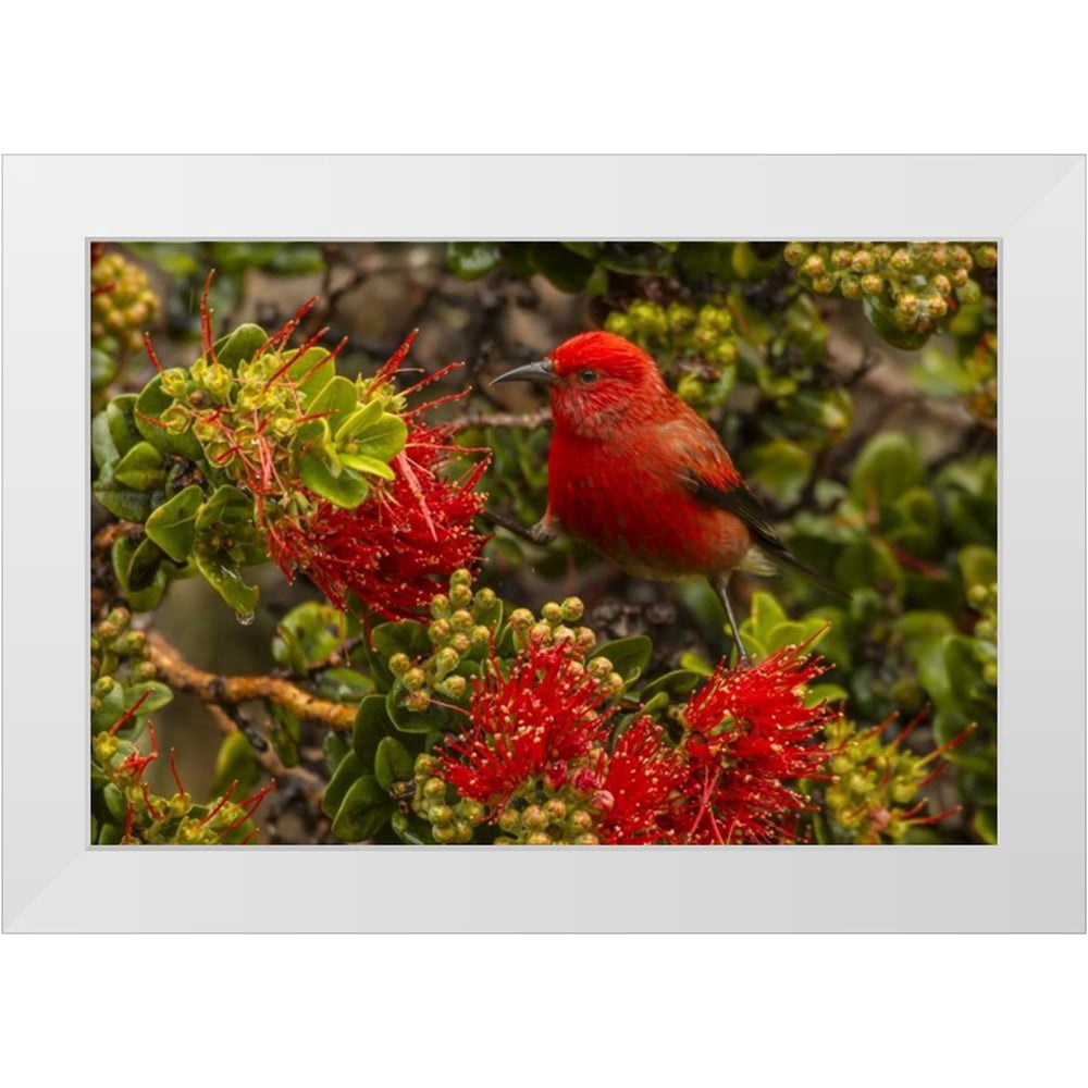 Illg, Cathy and Gordon 18x13 White Modern Wood Framed Museum Art Print ...