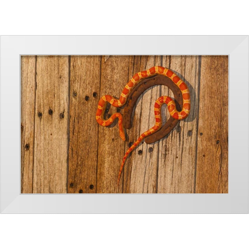 Illg, Cathy and Gordon 18x13 White Modern Wood Framed Museum Art Print ...