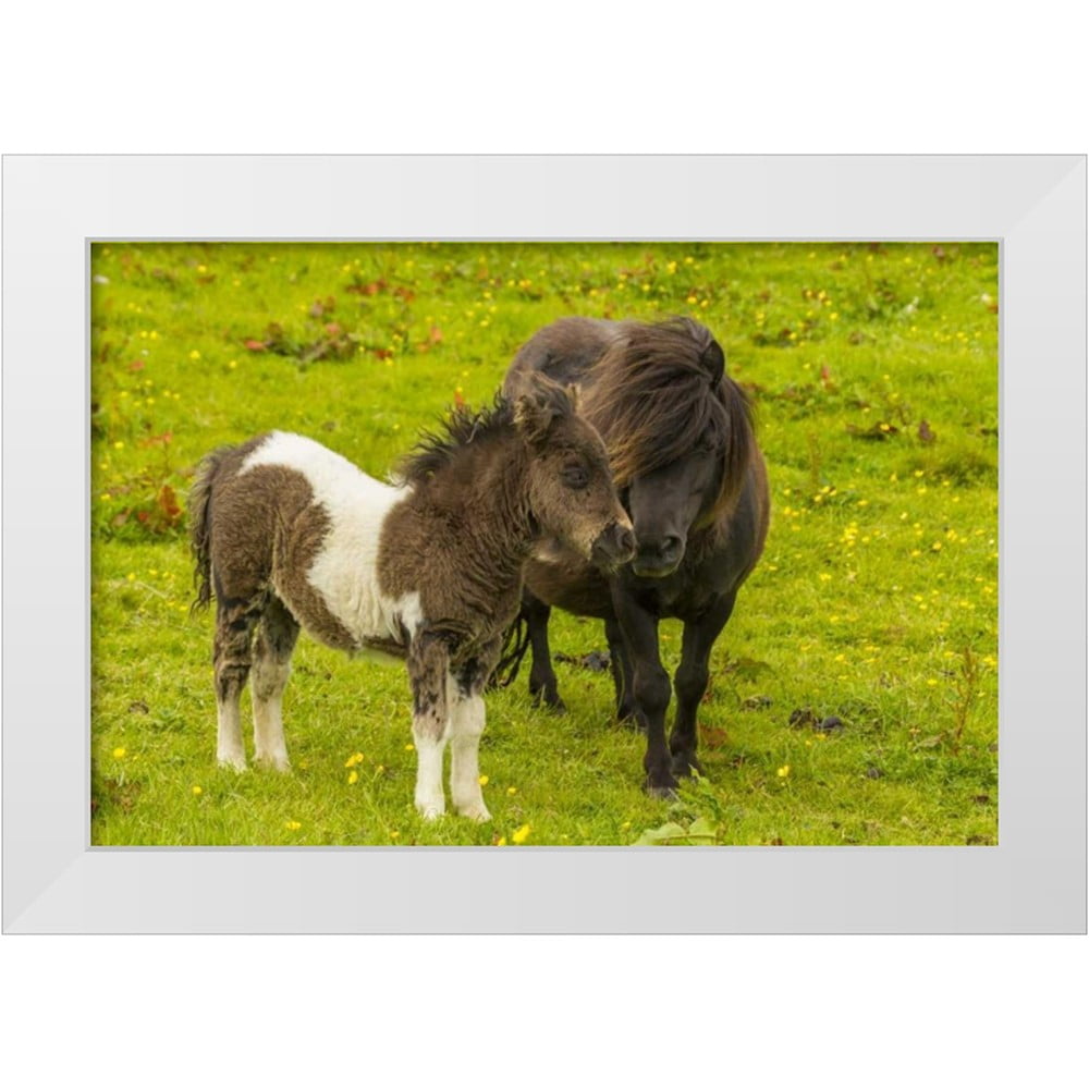 Illg, Cathy and Gordon 18x13 White Modern Wood Framed Museum Art Print ...