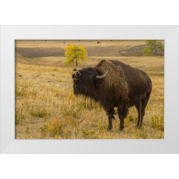 Illg, Cathy and Gordon 18x13 White Modern Wood Framed Museum Art Print ...