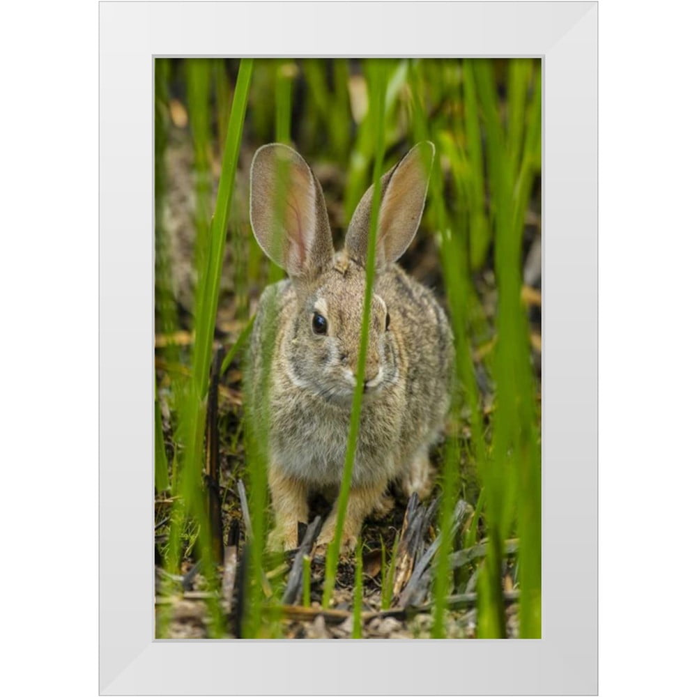 Illg, Cathy and Gordon 23x32 White Modern Wood Framed Museum Art Print ...