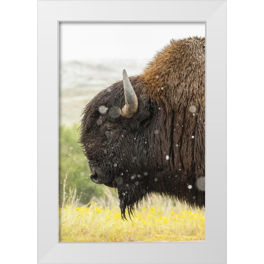 Illg, Cathy and Gordon 23x32 White Modern Wood Framed Museum Art Print ...