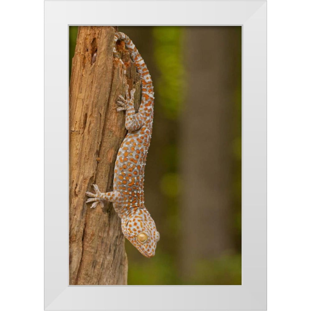 Illg, Cathy and Gordon 23x32 White Modern Wood Framed Museum Art Print ...