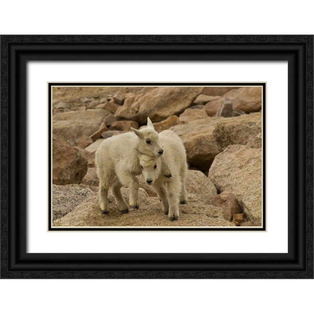 Illg, Cathy and Gordon 24x17 Black Ornate Wood Framed with Double ...