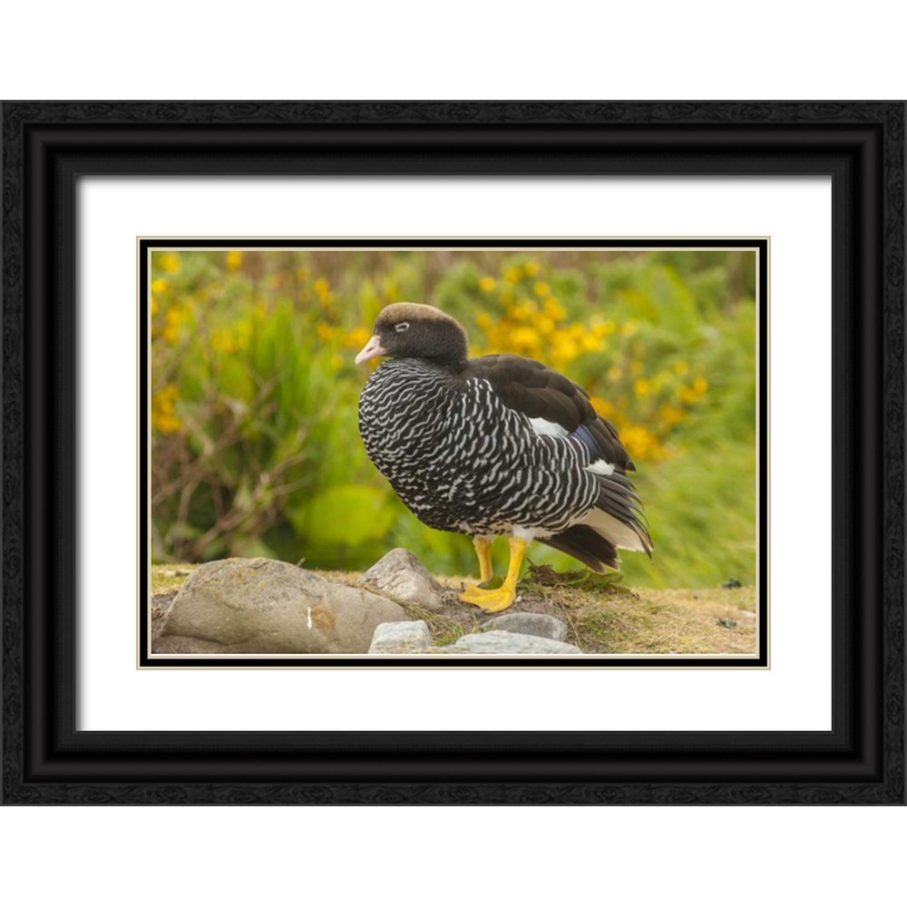 Illg, Cathy and Gordon 24x17 Black Ornate Wood Framed with Double ...
