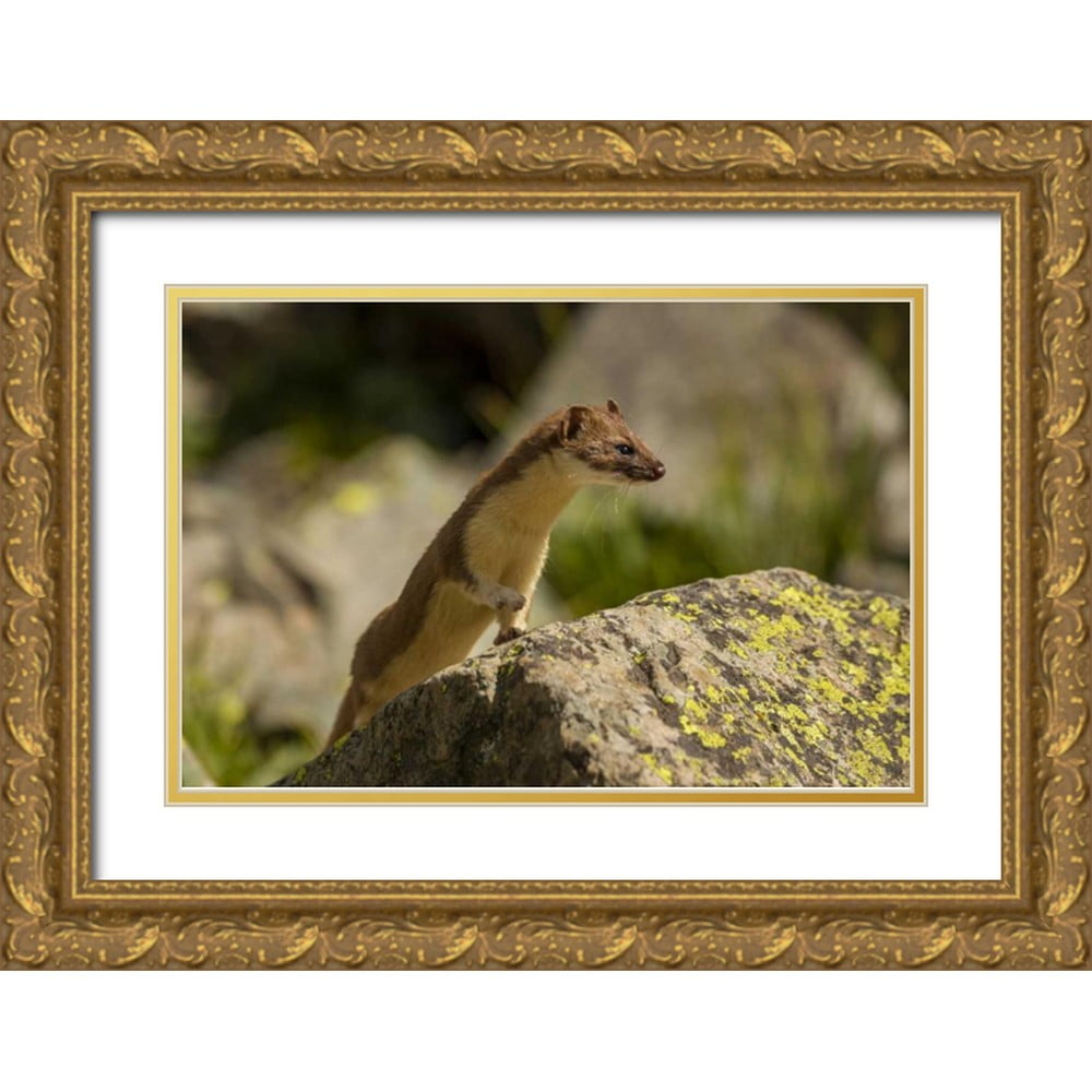 Illg, Cathy and Gordon 24x17 Gold Ornate Wood Framed with Double ...