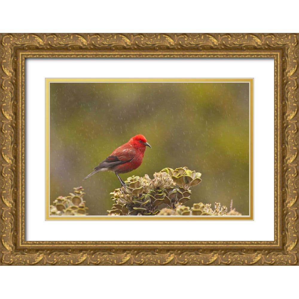 Illg, Cathy and Gordon 24x17 Gold Ornate Wood Framed with Double ...