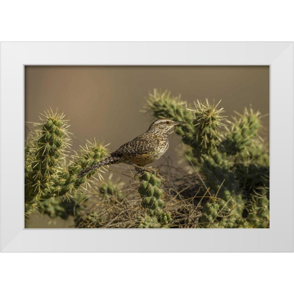 Illg, Cathy and Gordon 24x17 White Modern Wood Framed Museum Art Print Titled - AZ, Sonoran ...