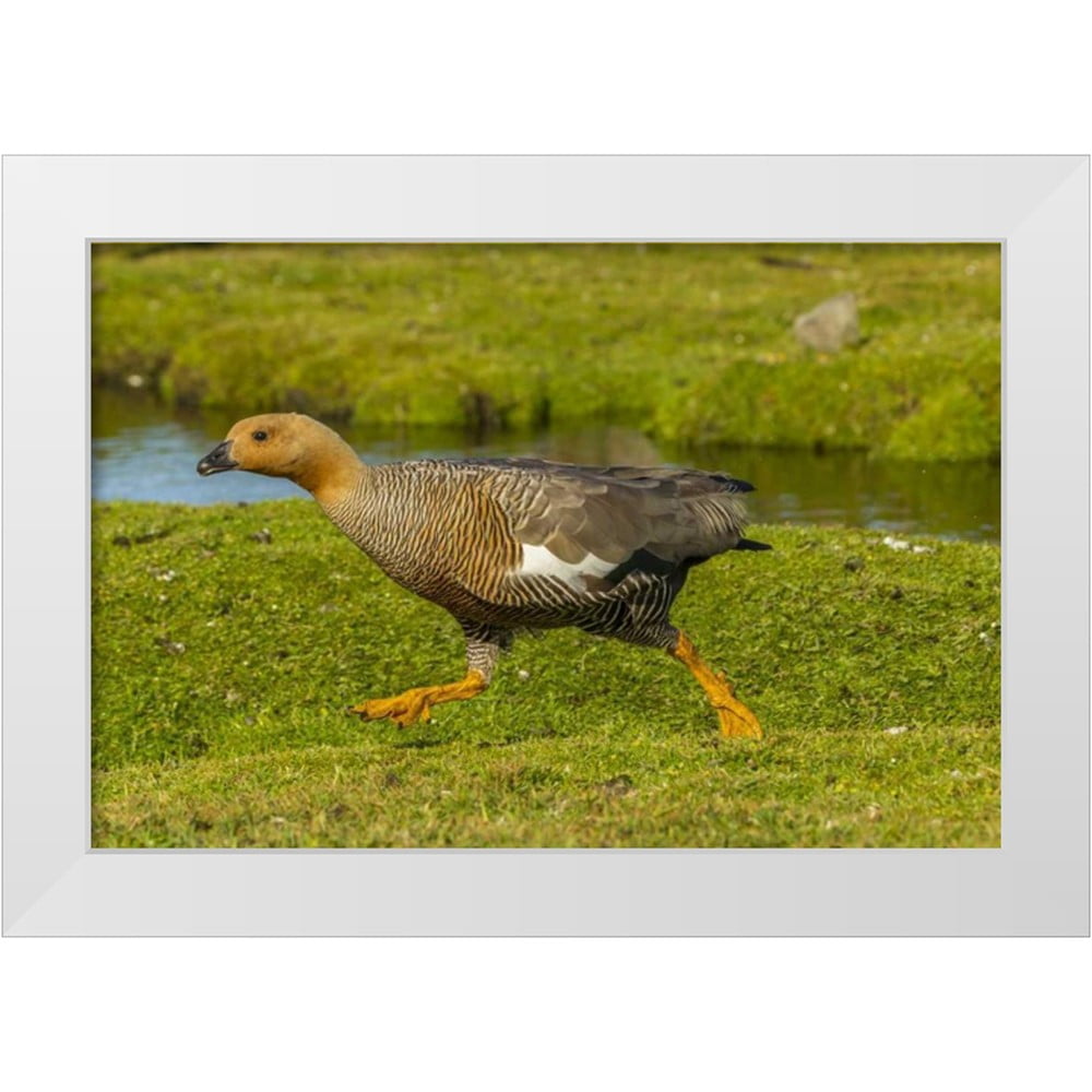 Illg, Cathy and Gordon 24x17 White Modern Wood Framed Museum Art Print ...