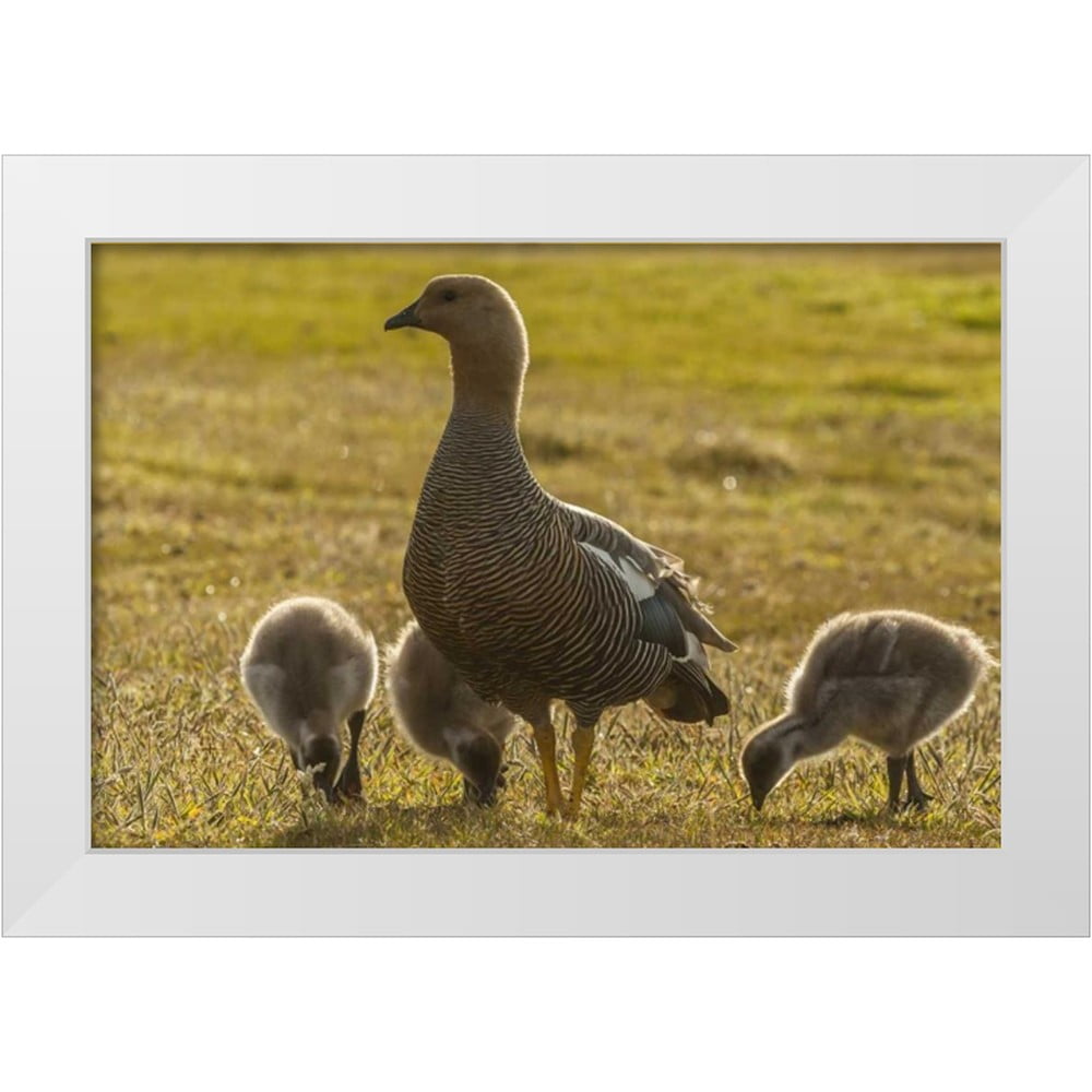 Illg, Cathy and Gordon 24x17 White Modern Wood Framed Museum Art Print ...