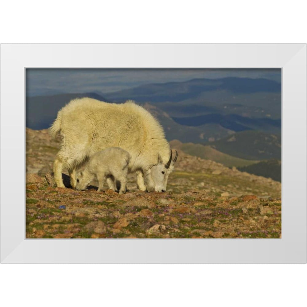 Illg, Cathy and Gordon 24x17 White Modern Wood Framed Museum Art Print ...