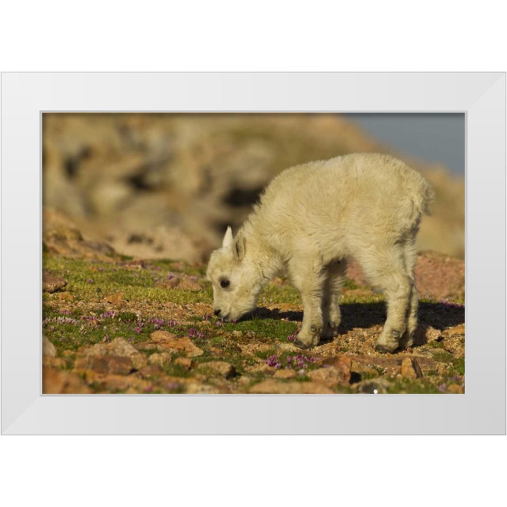 Illg, Cathy and Gordon 24x17 White Modern Wood Framed Museum Art Print ...