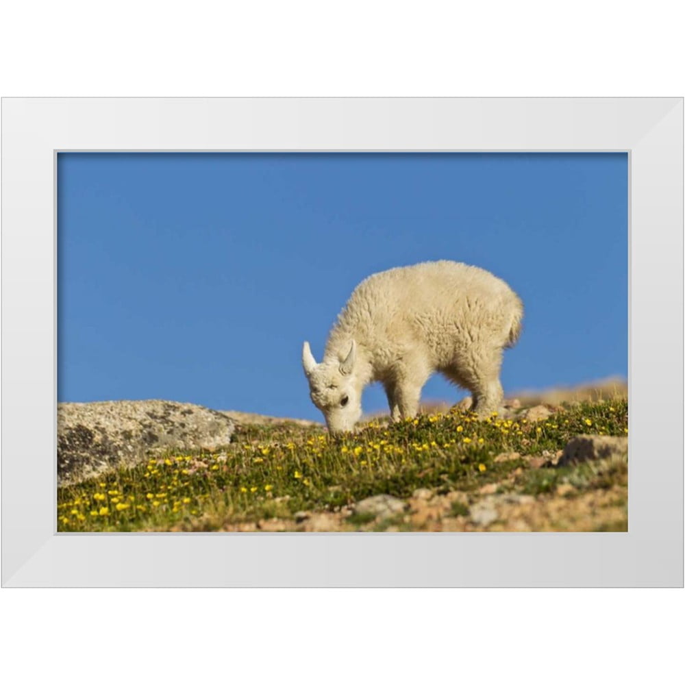 Illg, Cathy and Gordon 24x17 White Modern Wood Framed Museum Art Print ...