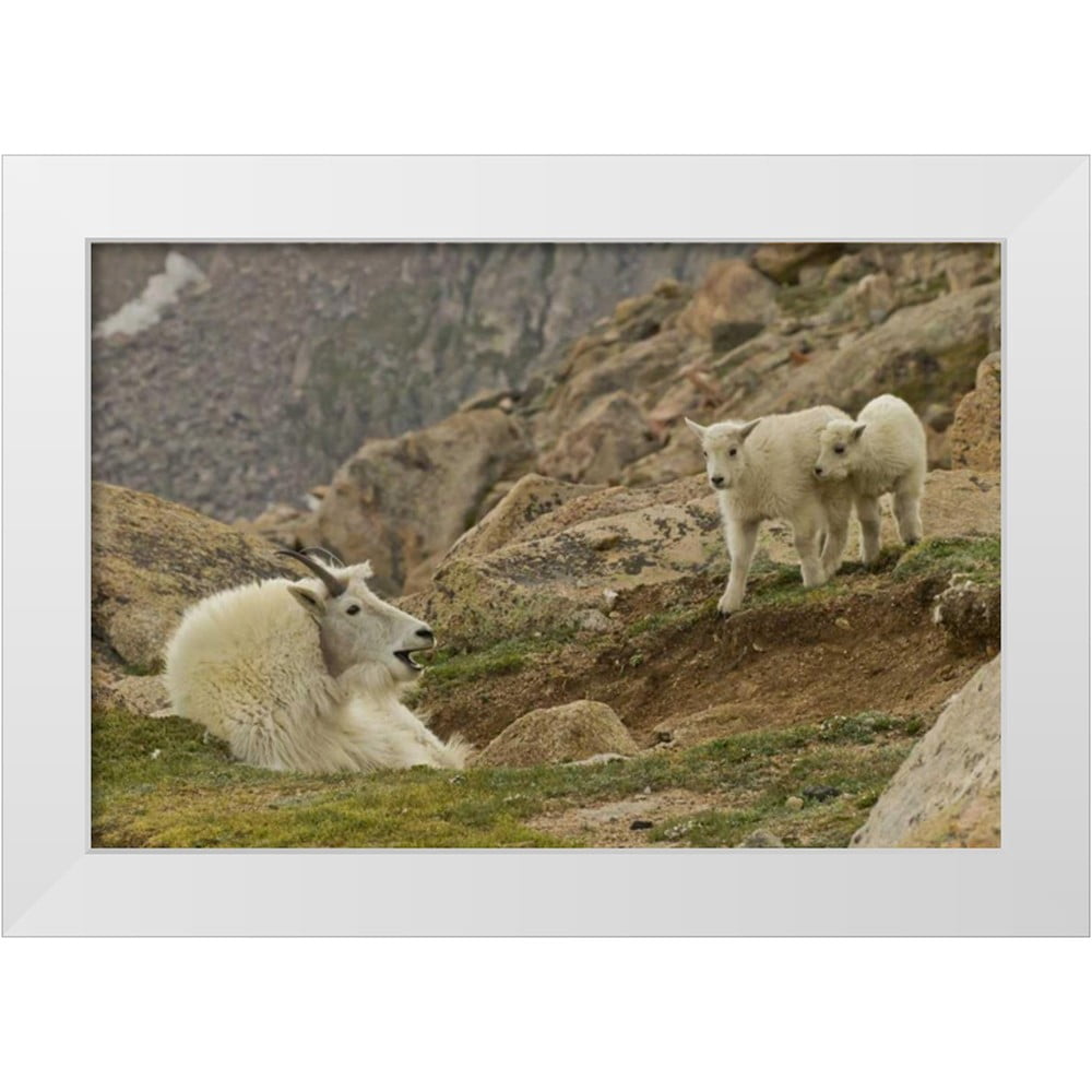 Illg, Cathy and Gordon 24x17 White Modern Wood Framed Museum Art Print ...