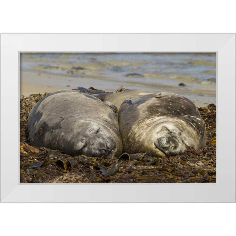 Illg, Cathy and Gordon 24x17 White Modern Wood Framed Museum Art Print ...