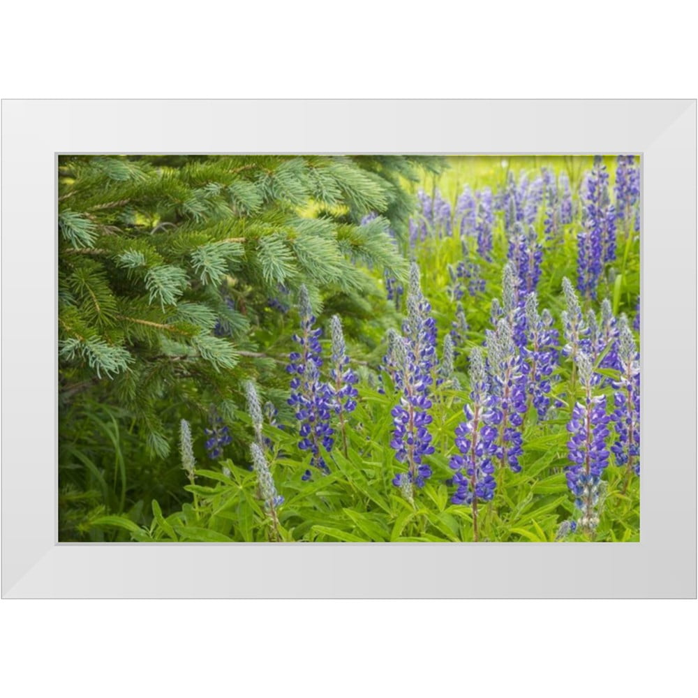 Illg, Cathy and Gordon 24x17 White Modern Wood Framed Museum Art Print ...