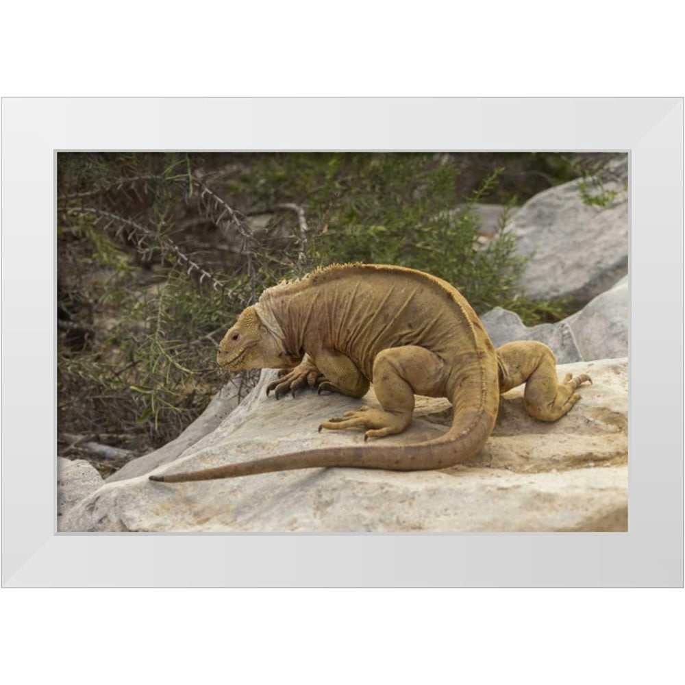 Illg, Cathy and Gordon 24x17 White Modern Wood Framed Museum Art Print ...
