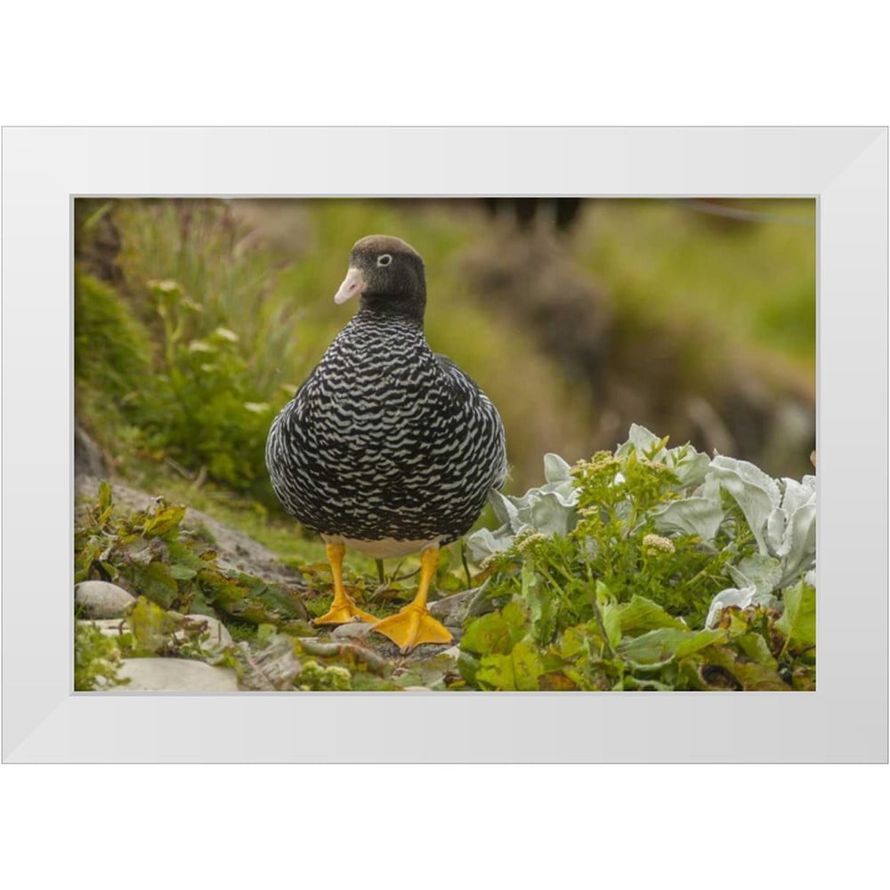 Illg, Cathy and Gordon 24x17 White Modern Wood Framed Museum Art Print ...