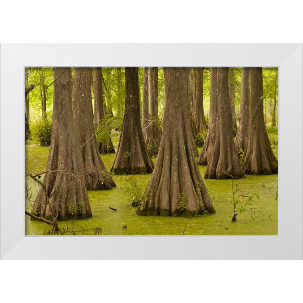 Illg, Cathy and Gordon 24x17 White Modern Wood Framed Museum Art Print ...