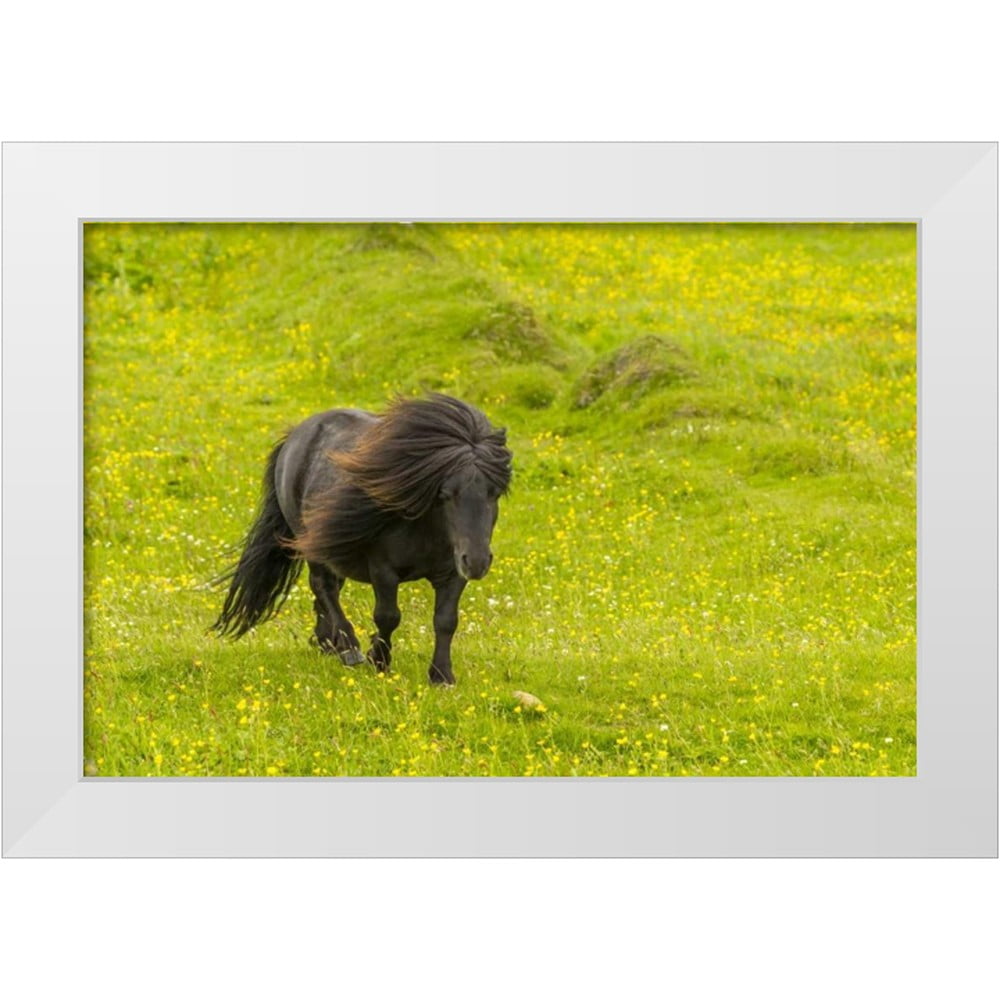 Illg, Cathy and Gordon 24x17 White Modern Wood Framed Museum Art Print ...