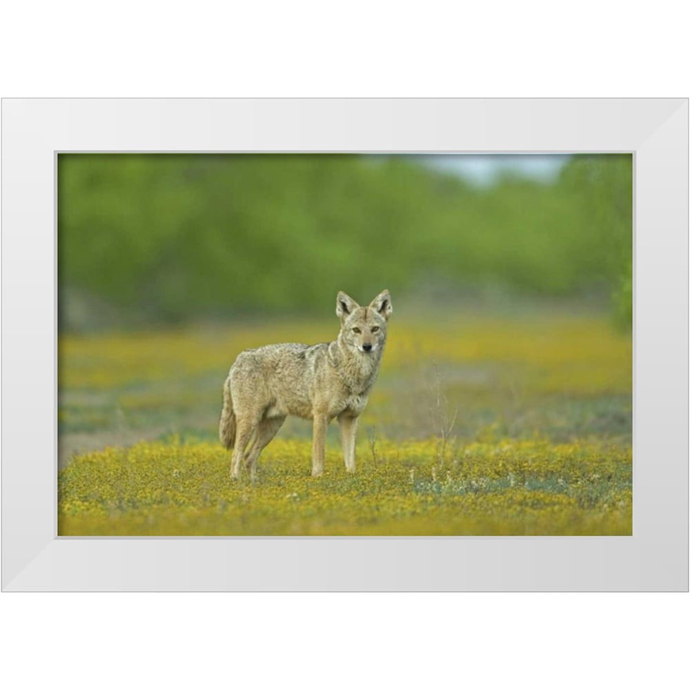 Illg, Cathy and Gordon 24x17 White Modern Wood Framed Museum Art Print ...