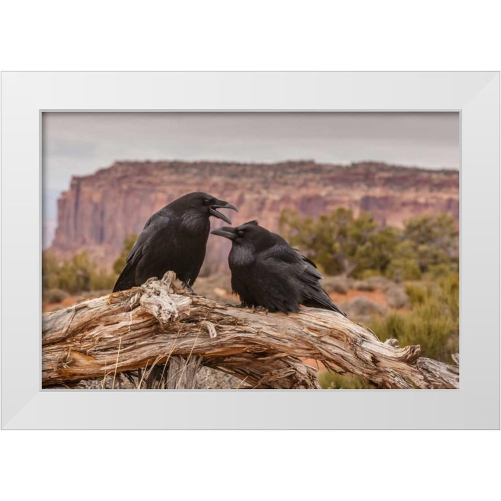 Illg, Cathy and Gordon 24x17 White Modern Wood Framed Museum Art Print ...